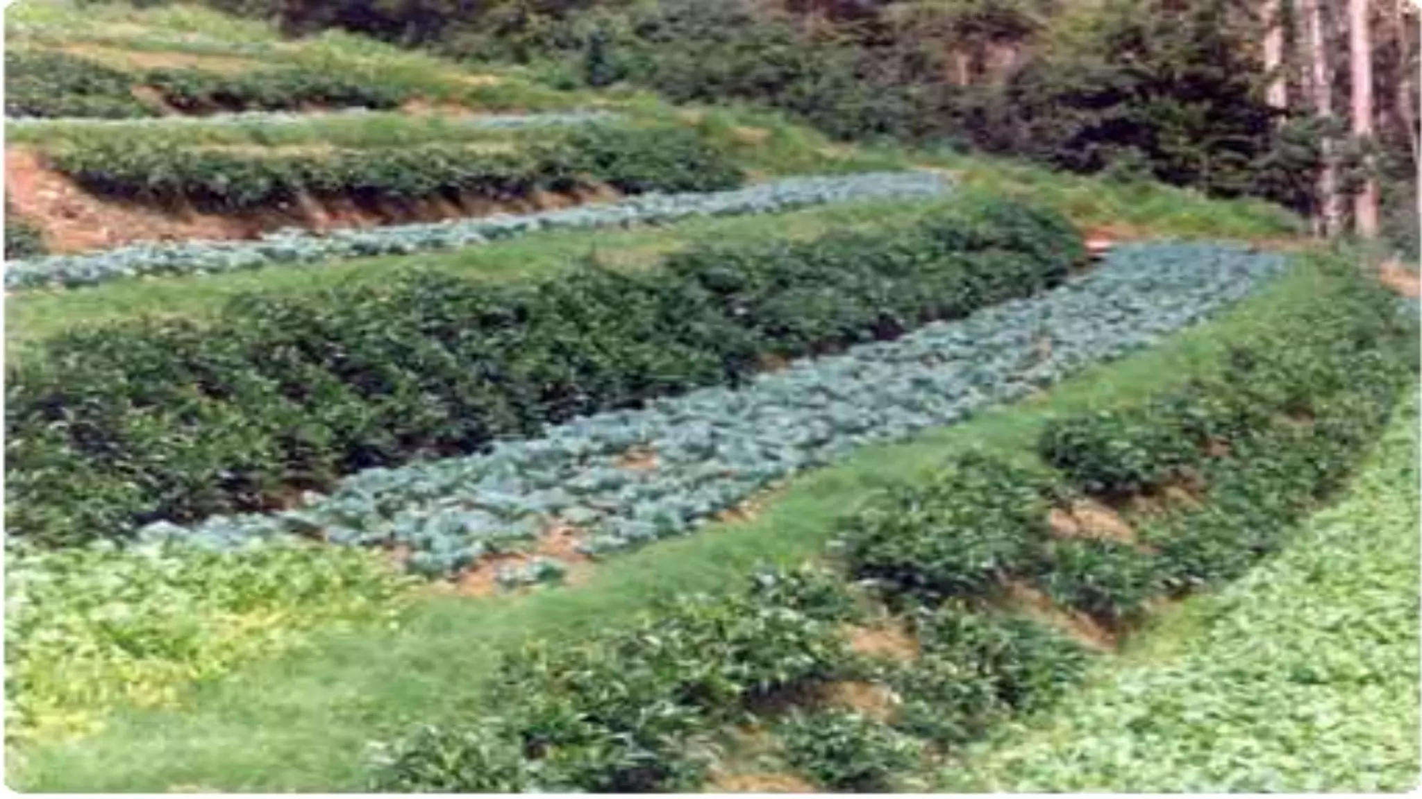 Bench terracing | PPTX