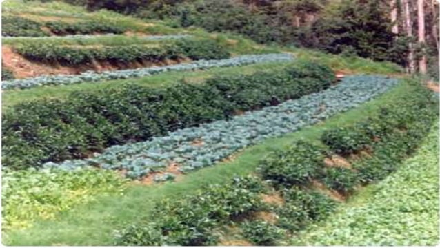 Bench terracing | PPT