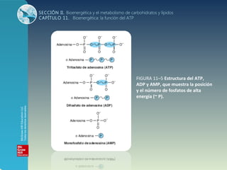 vb_bioenergetica | PPT