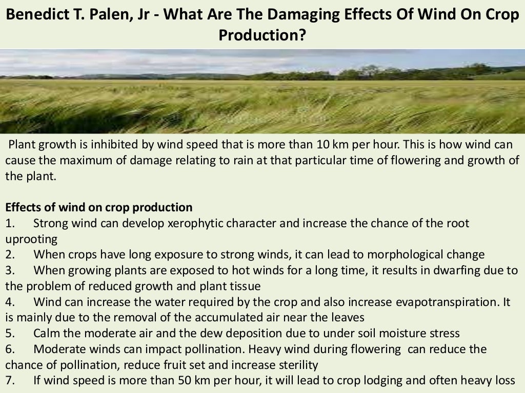 Benedict T. Palen, Jr - What Are The Damaging Effects Of Wind On Crop ...