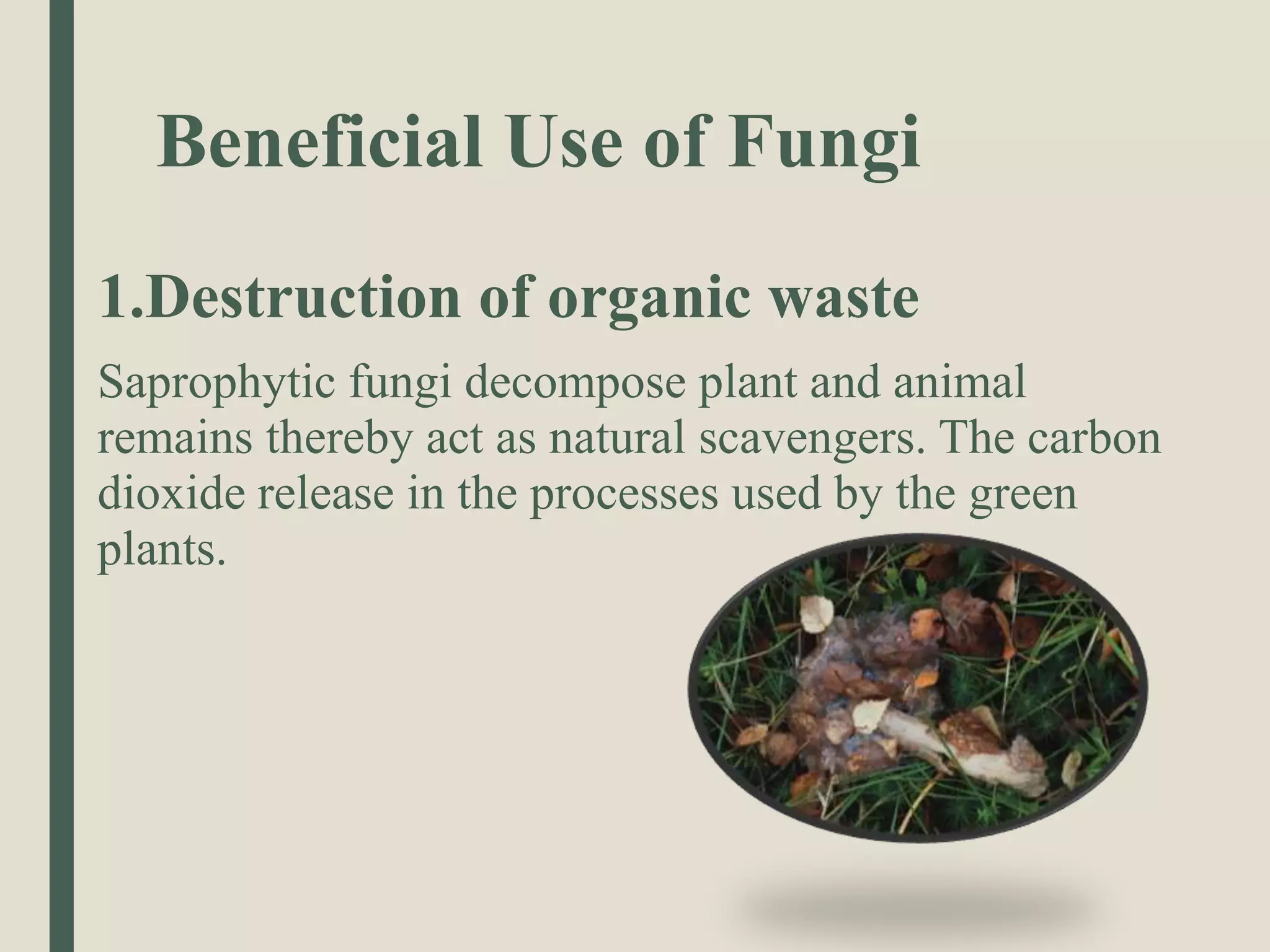Beneficial & harmful use of fungi | PPT