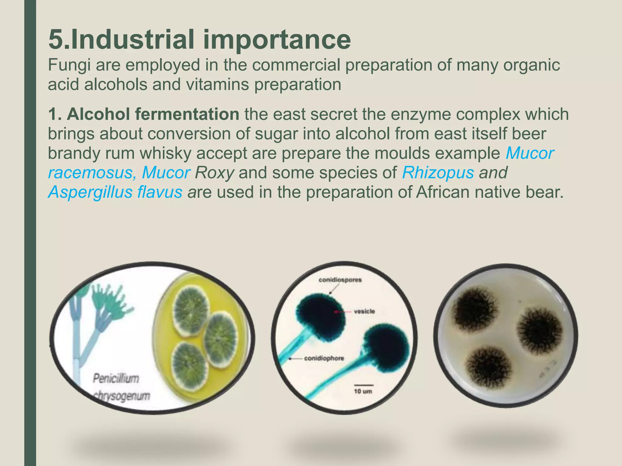 Beneficial & harmful use of fungi | PPT