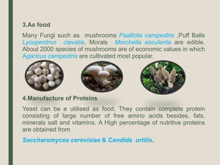 Beneficial & harmful use of fungi | PPT