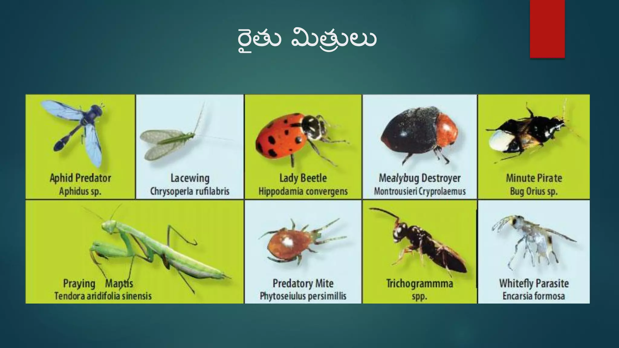 Beneficial insects (telugu) | PDF