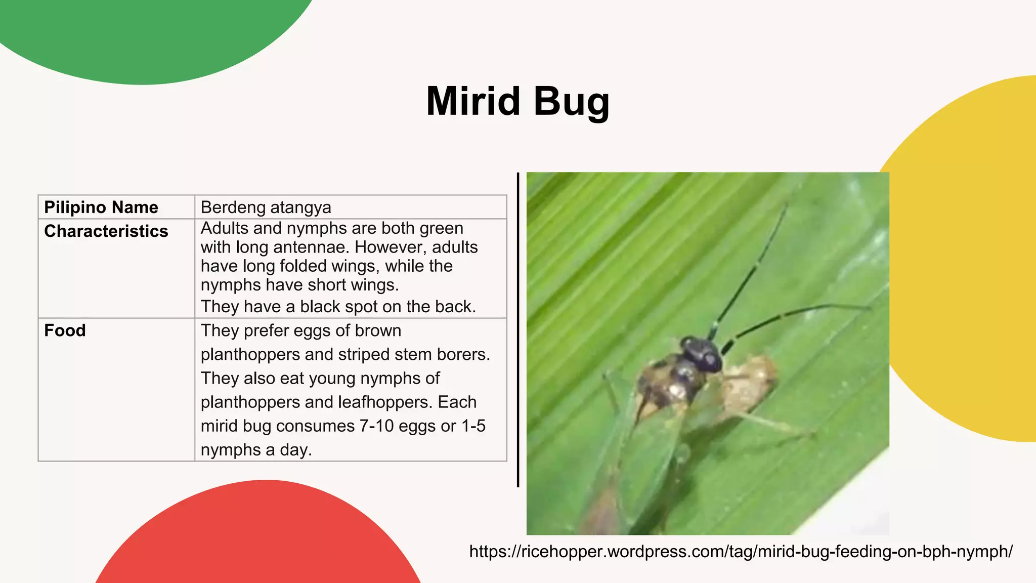 Beneficial Insects.pptx