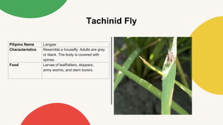 Beneficial Insects.pptx