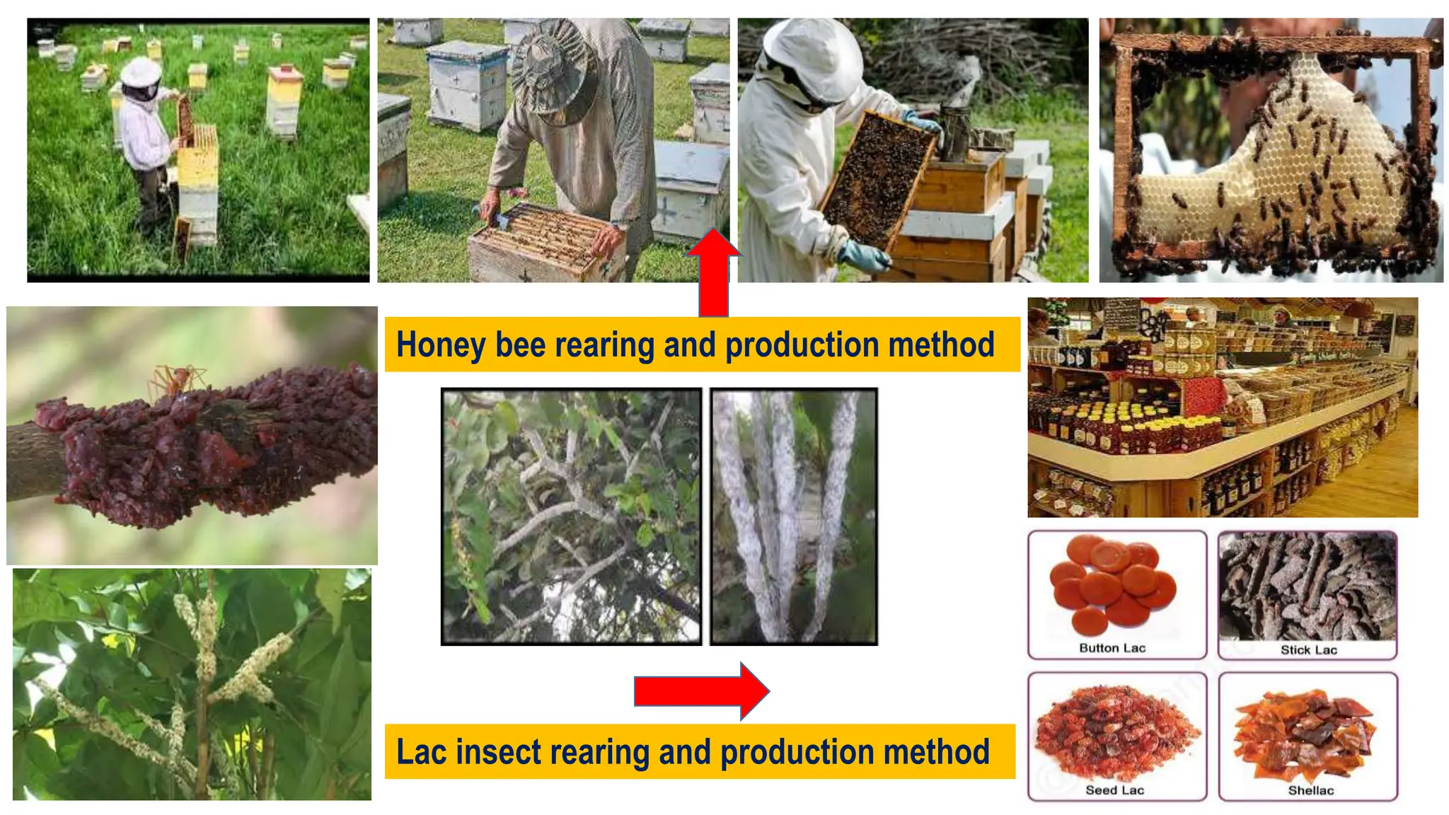 beneficial as pollinator, Beneficial Insects.pptx