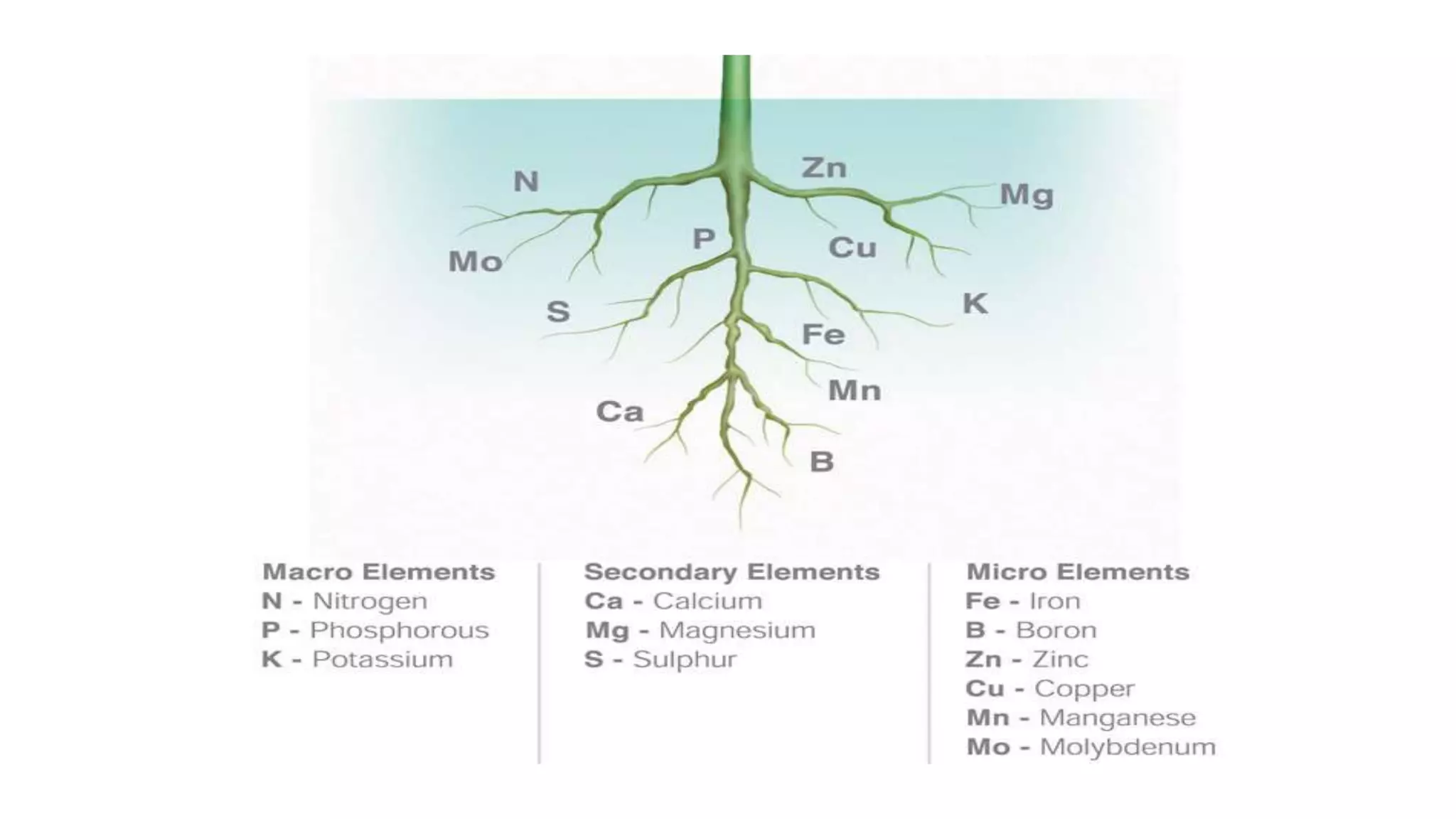 Beneficial nutrient elements (Plant Physiology) | PPTX