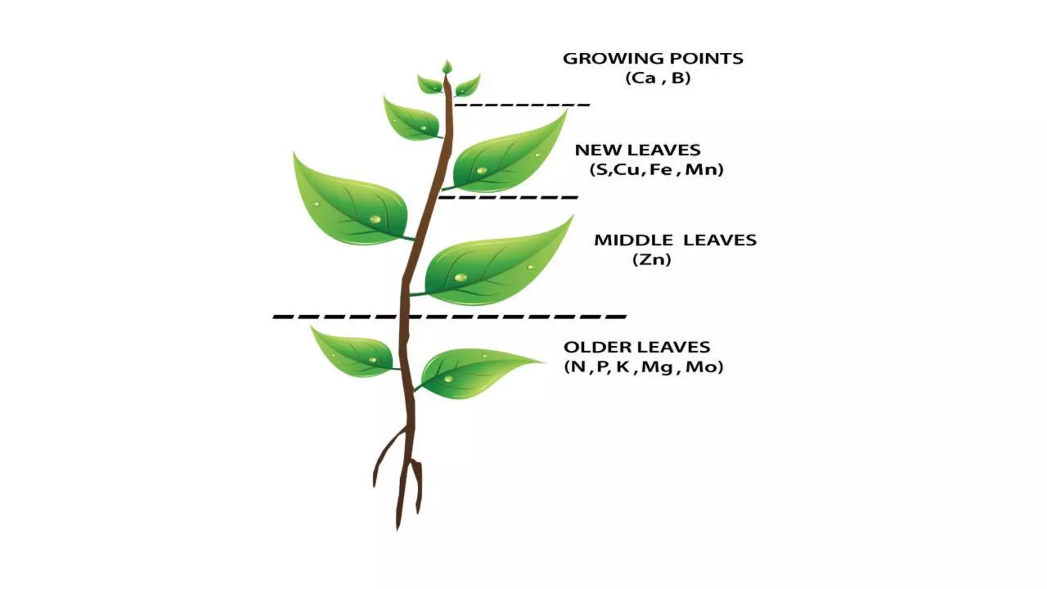 Beneficial nutrient elements (Plant Physiology) | PPTX
