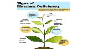 Beneficial nutrient elements (Plant Physiology) | PPTX