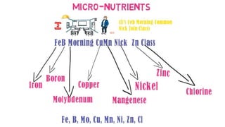 Beneficial nutrient elements (Plant Physiology) | PPTX