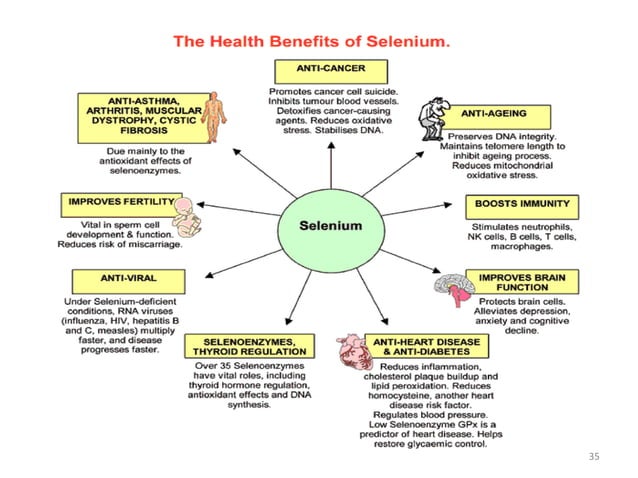 Beneficial role of selenium in plants | PPTX | Agriculture | Industries