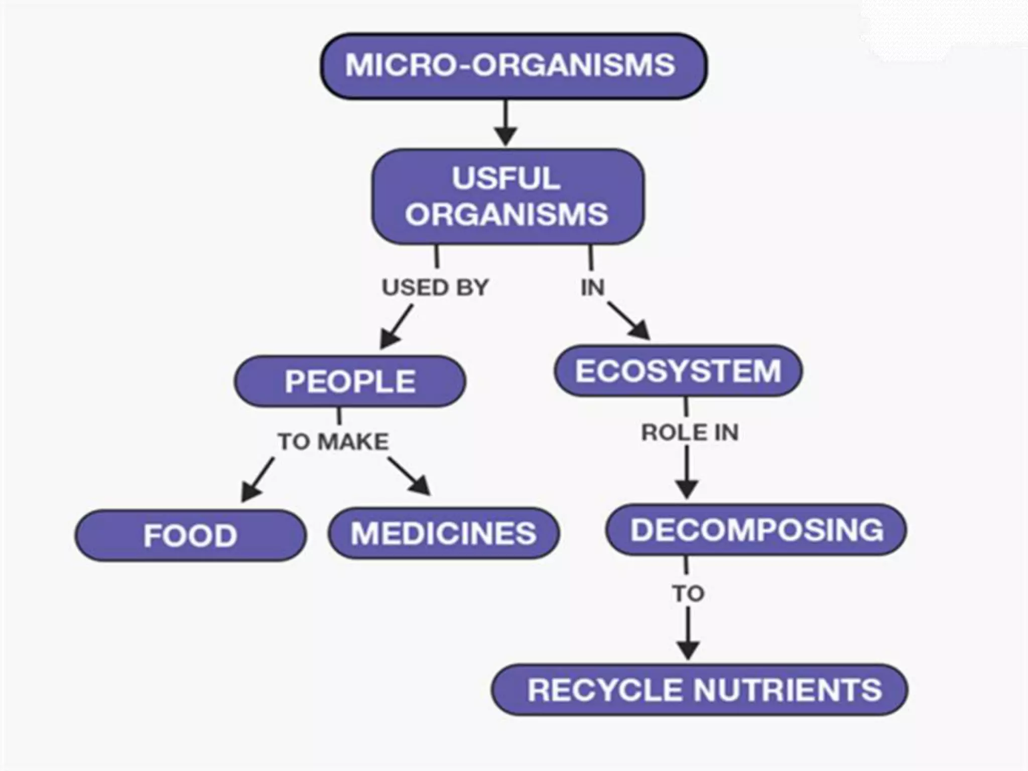 Beneficial roles of microorganisms_093131.pptx