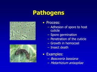beneficials insects and types of parasitoids.ppt