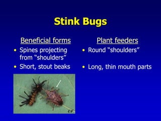 beneficials insects and types of parasitoids.ppt