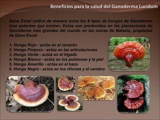 Ganoderma Lucidum Beneficios