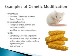 Human Genetic Engineering Examples