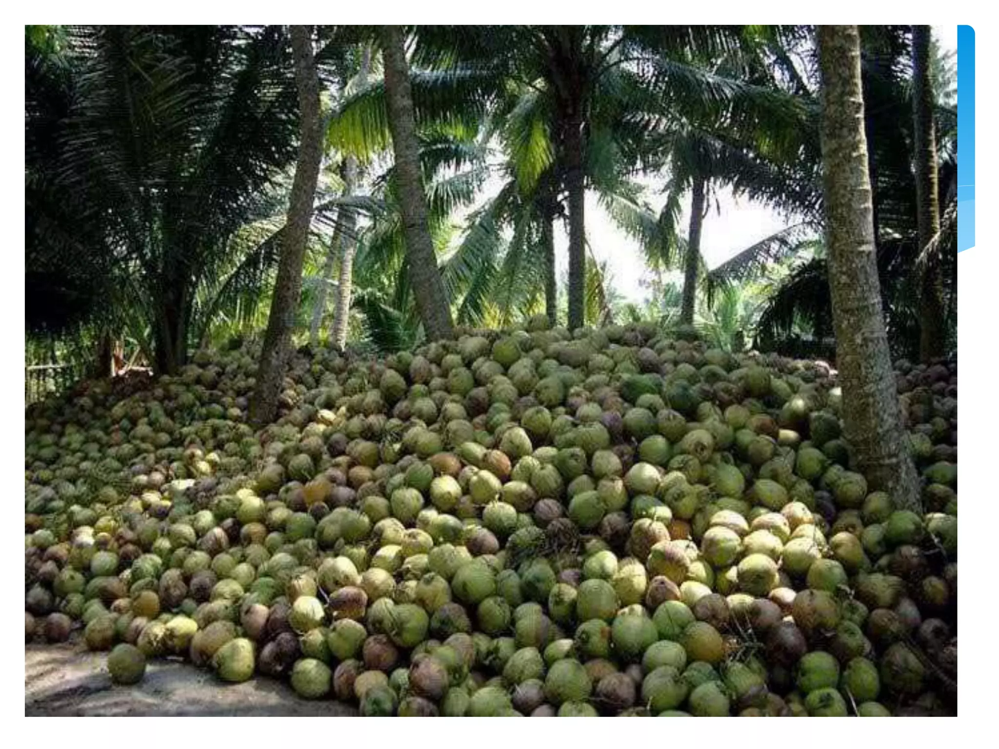 Benefits derived from planting tress and fruit bearing | PPTX