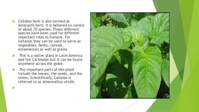 Benefits of callaloo in your diet