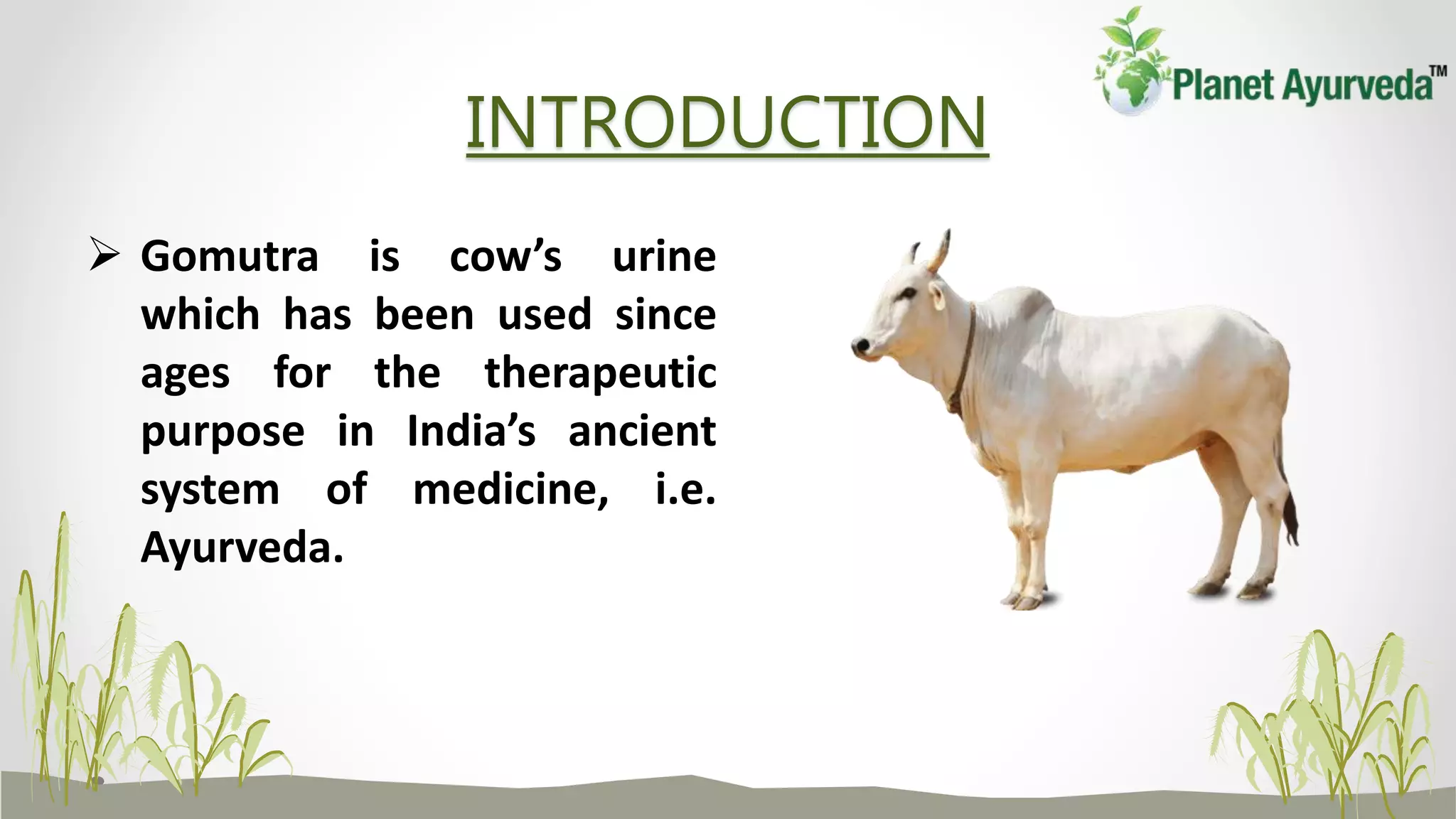 Benefits of cow urine You must Know | PPT