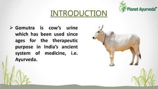 Benefits of cow urine You must Know | PPT