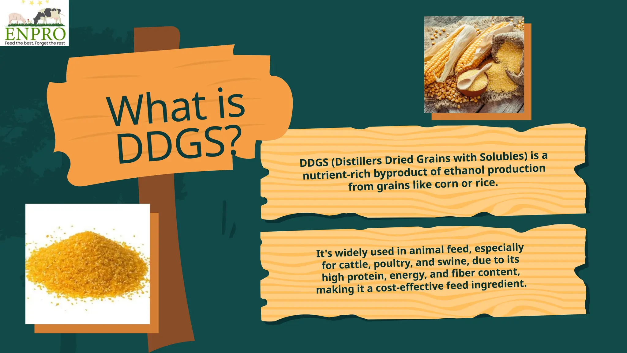 what is the Benefits of DDGS in animal feed? | PPTX