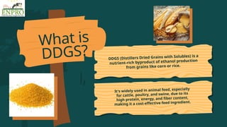 what is the Benefits of DDGS in animal feed? | PPTX