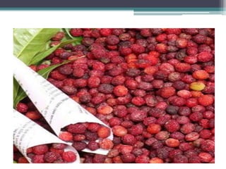 Benefits of Falsa Fruit | PPTX