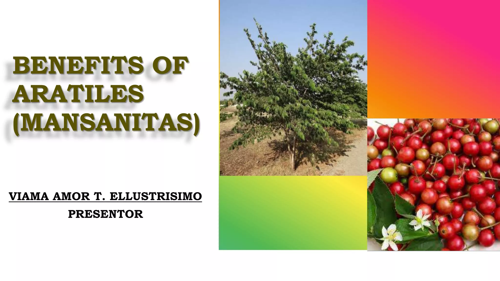 Benefits of mansanitas | PPTX