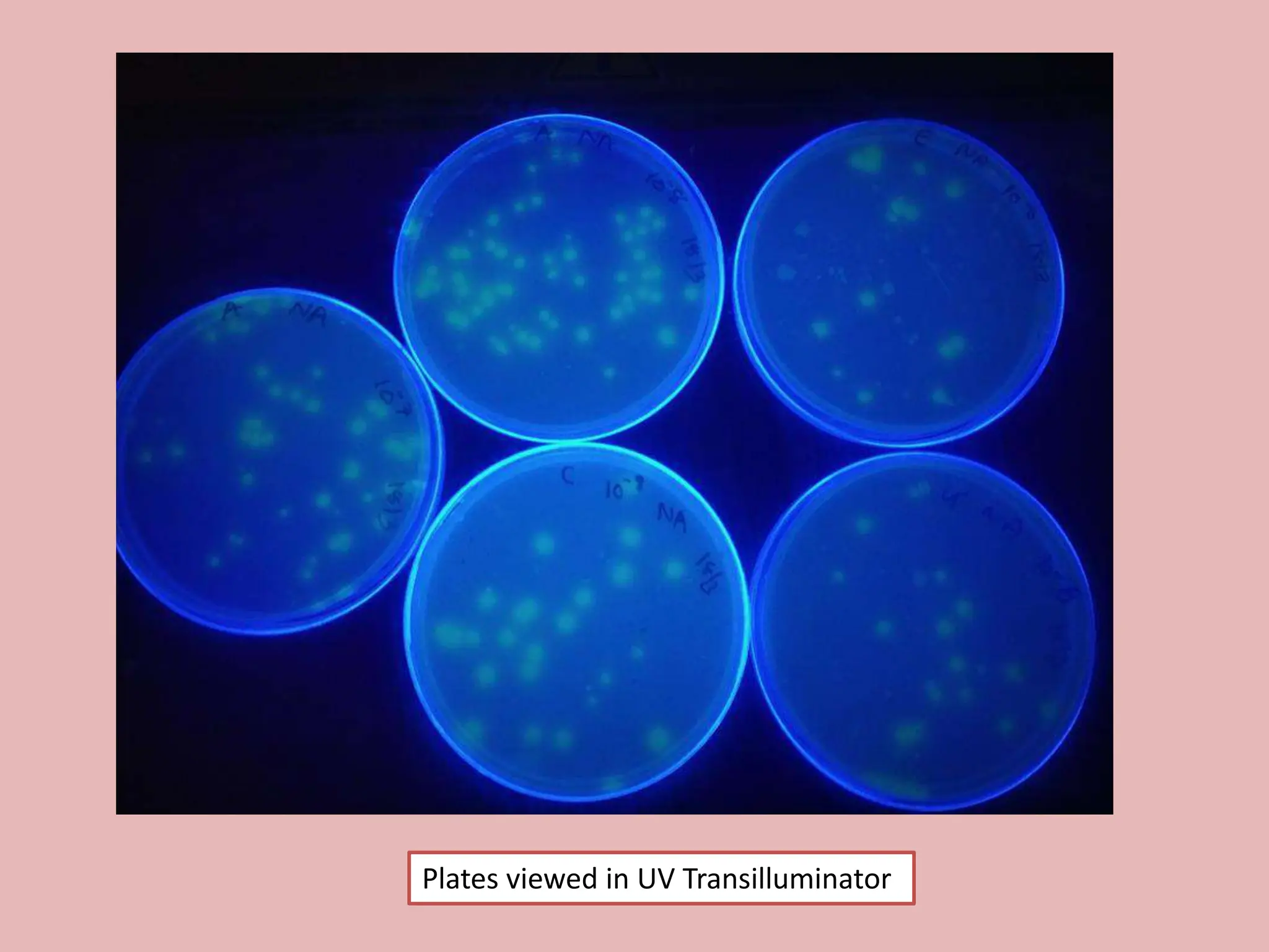 BENEFITS AND APPLICATIONS OF PLANT GROWTH PROMOTING MICROBIAL ...