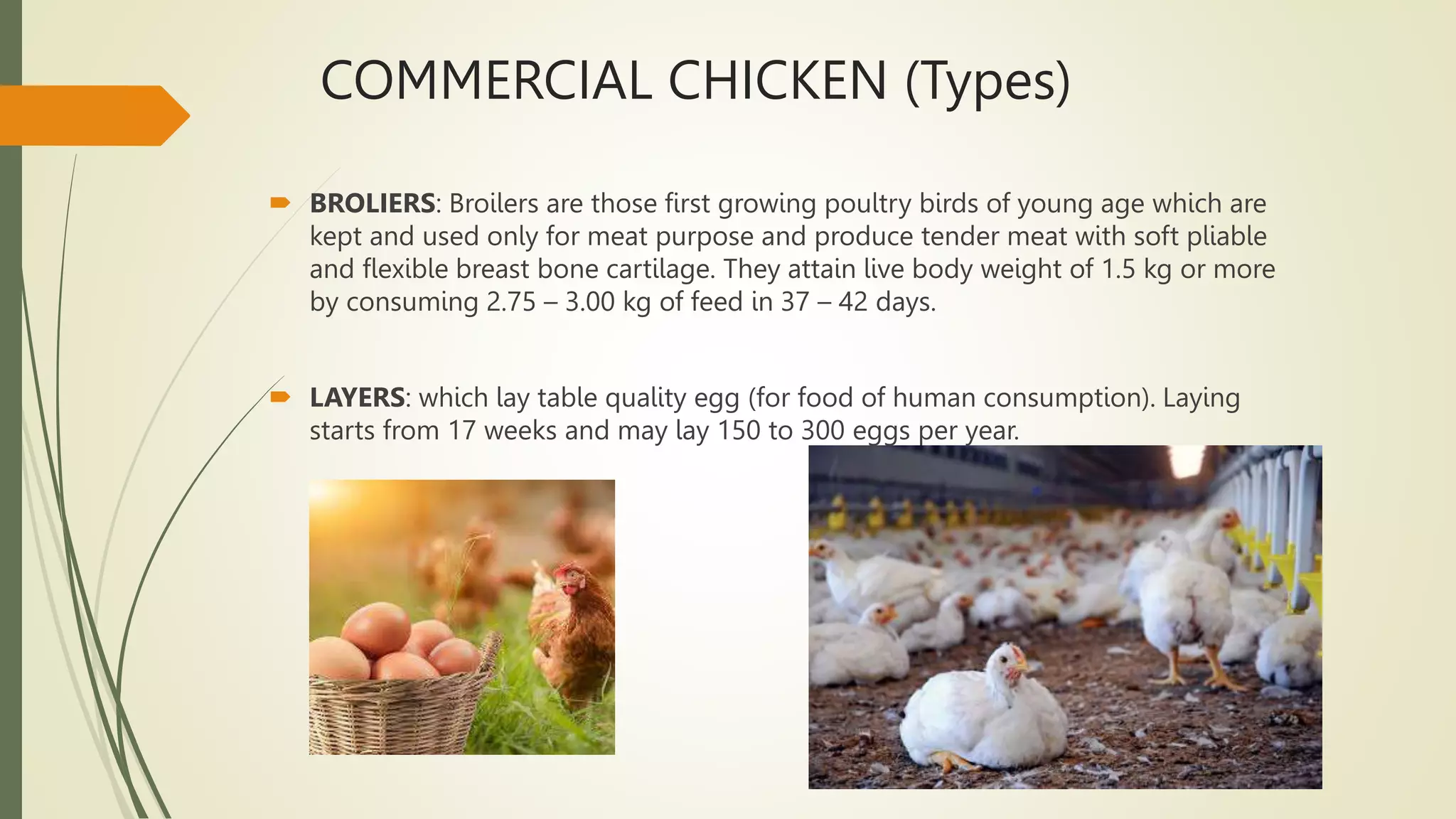 BENEFITS OF POULTRY.pptx