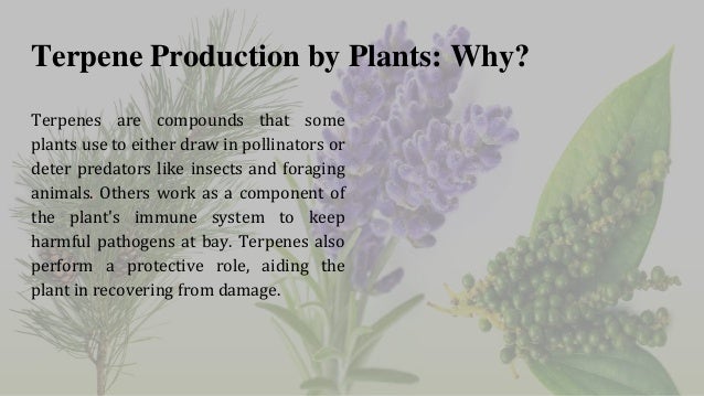 Benefits of Terpenes | PPTX