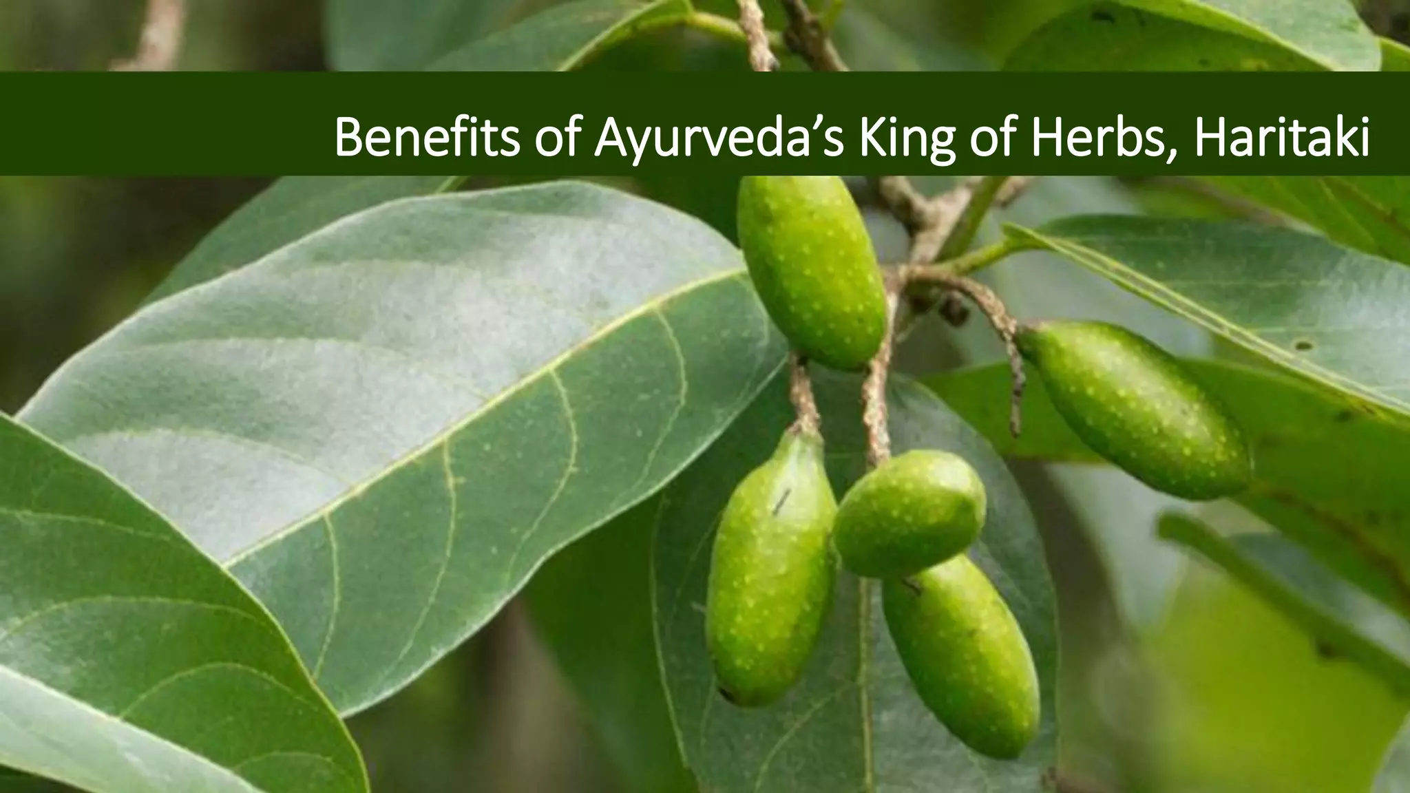 Benefits of the Ayurvedic herb Haritaki, known as "The King of Herbs" | PPT