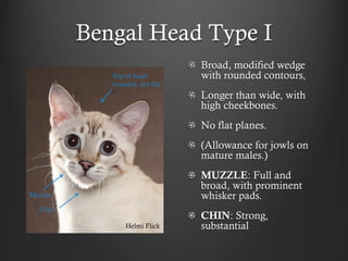 Bengal Cat standards and characters for show | PDF
