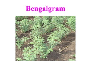 Bengal gram | PPTX