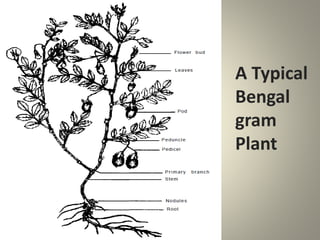 Bengal Gram Plant