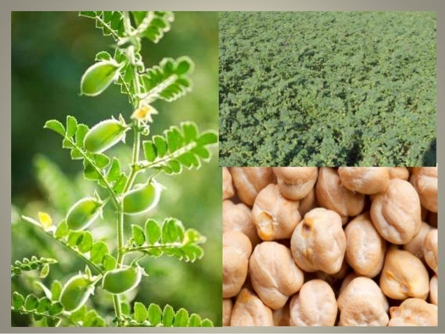 Bengal gram by Shaikh Wasim