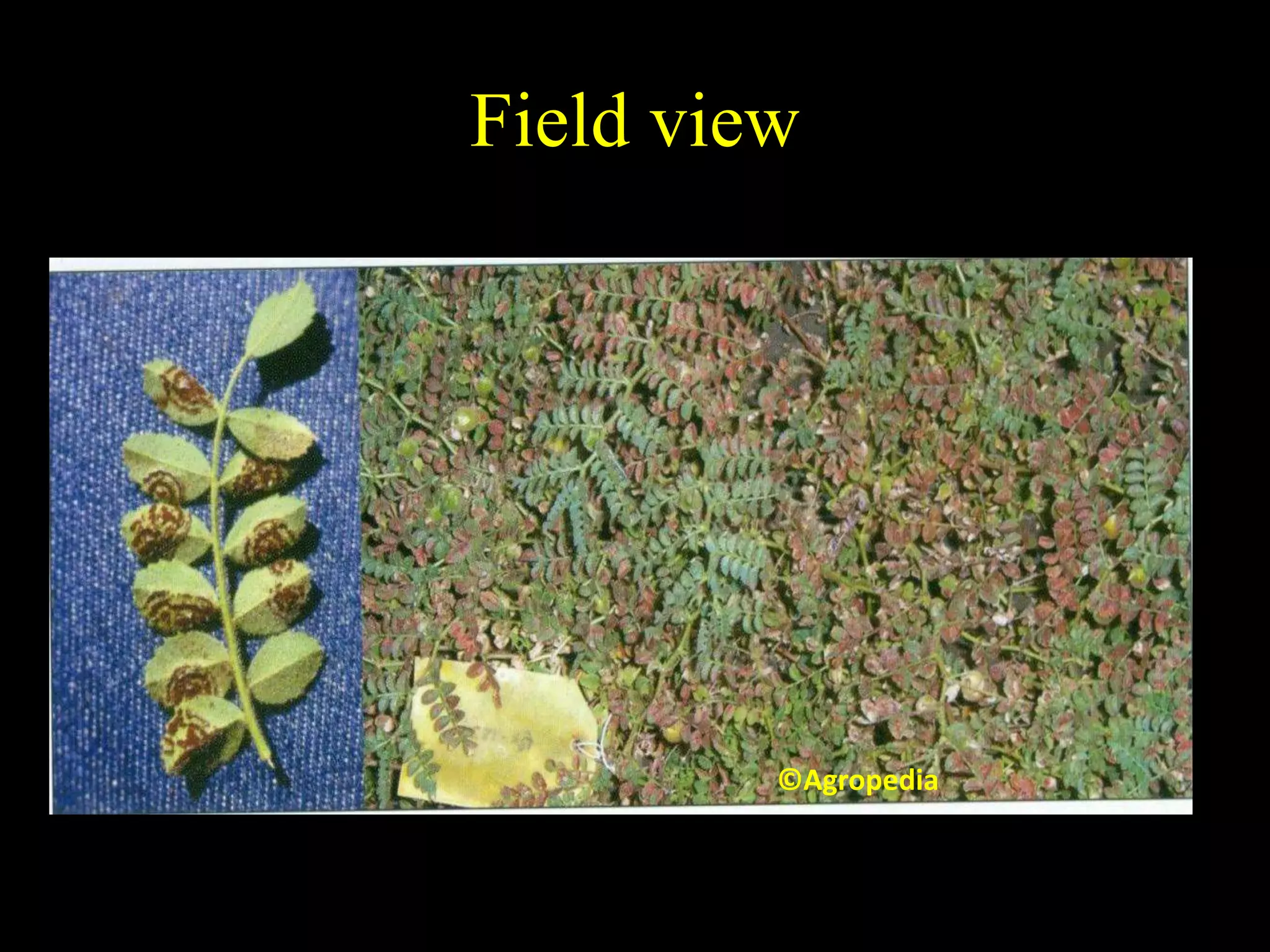 Bengal gram rust | PPTX