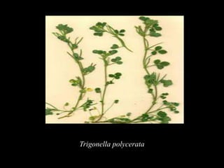 Bengal gram rust | PPTX