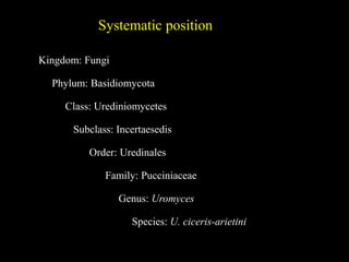 Bengal gram rust | PPTX