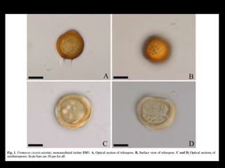 Bengal gram rust | PPTX