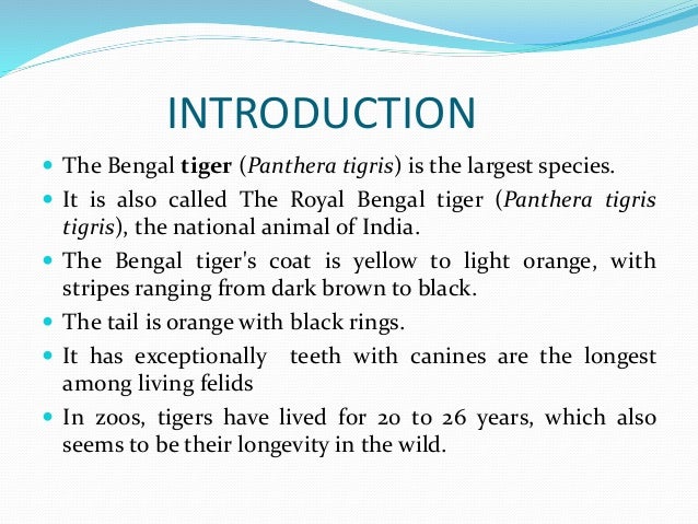 Bengal tiger