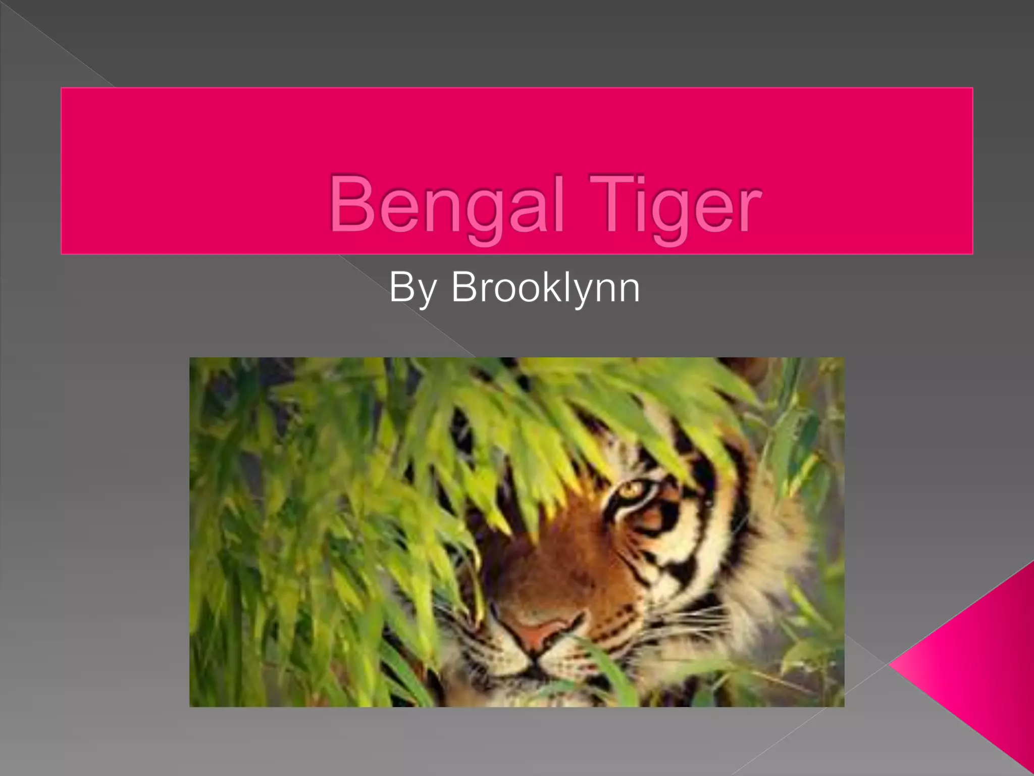 Bengal Tiger.pptx