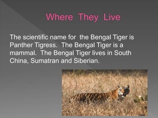 Bengal Tiger.pptx | Cats | Pets