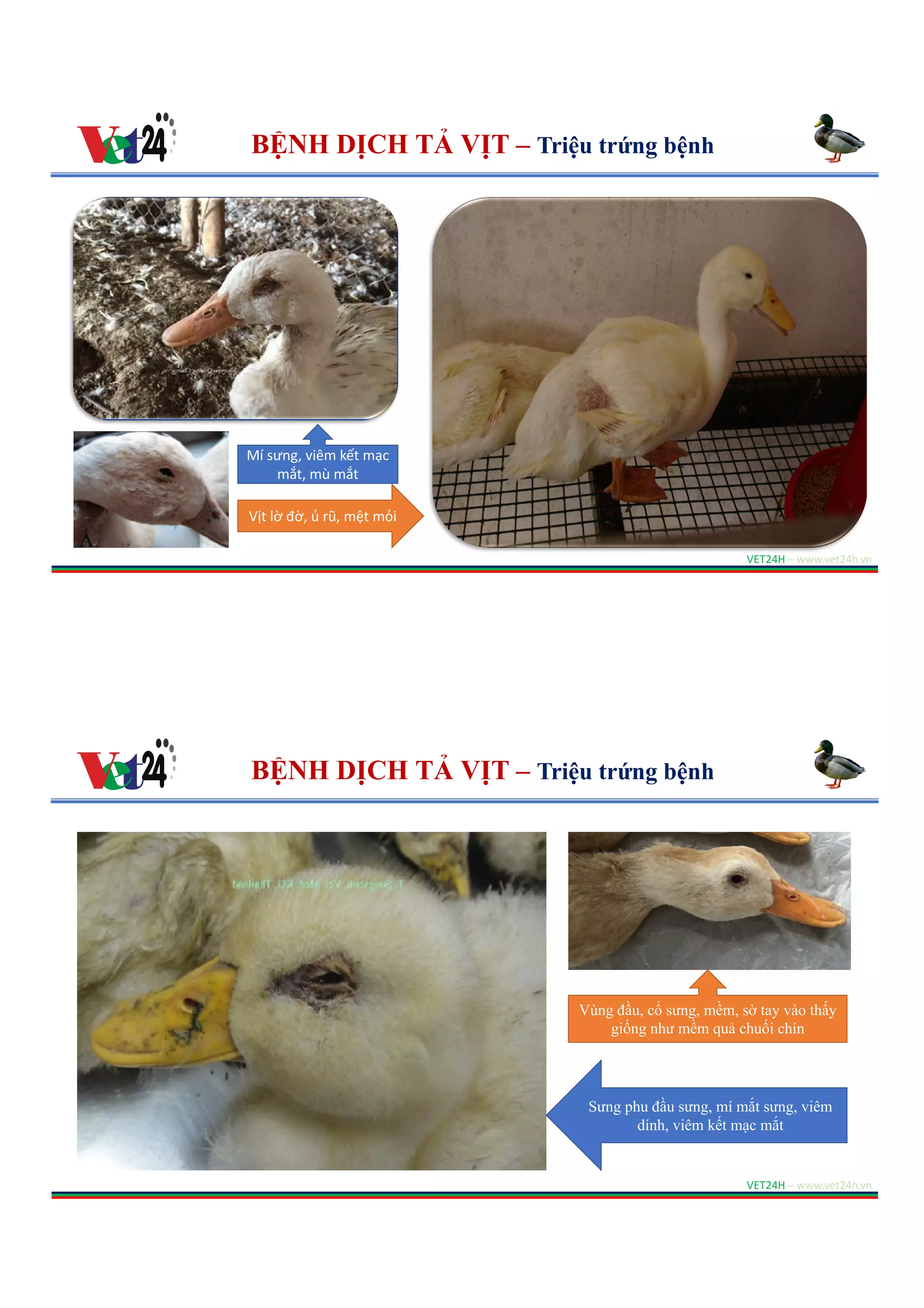 Benh dich ta vit vet24h | PDF