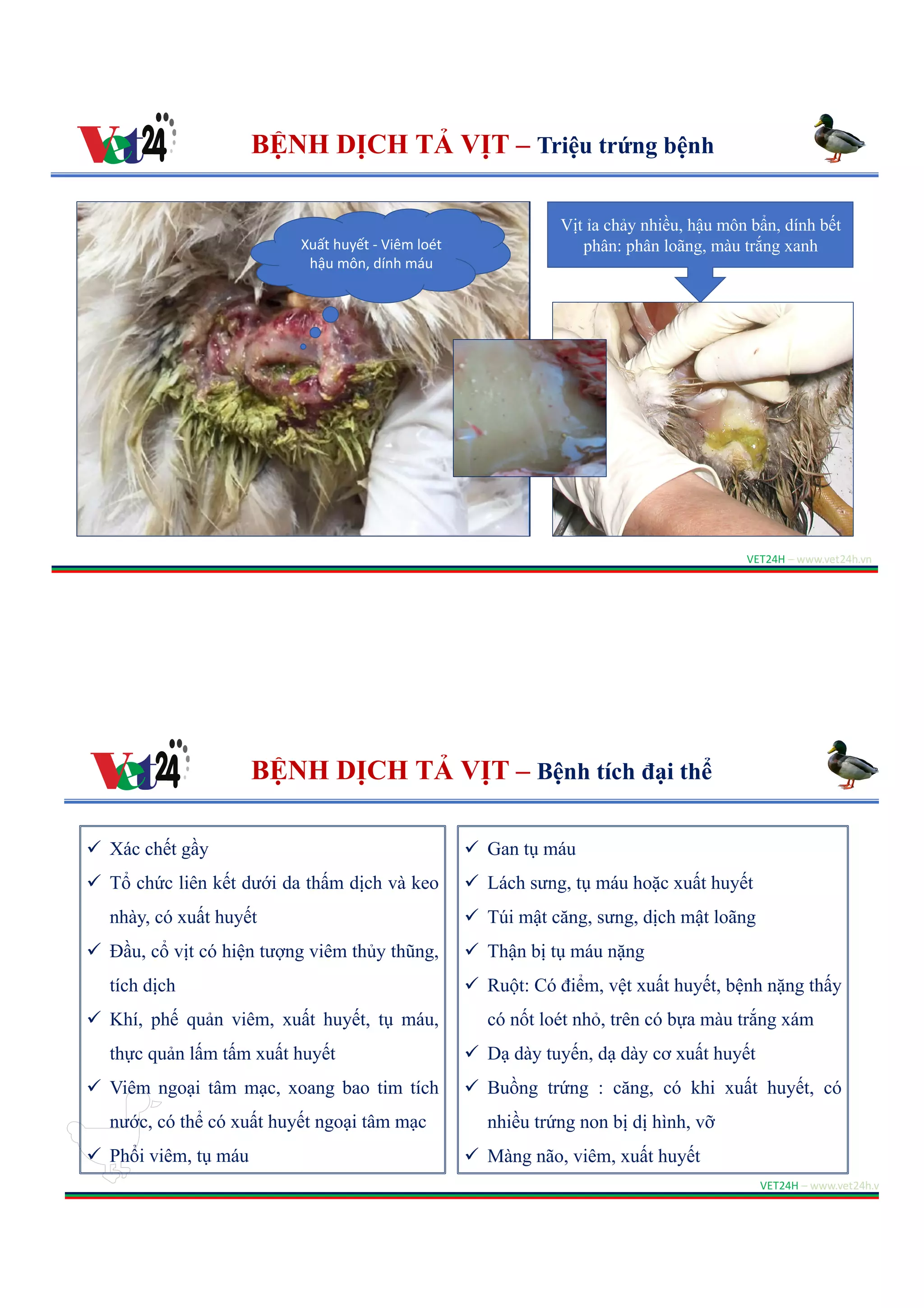 Benh dich ta vit vet24h | PDF