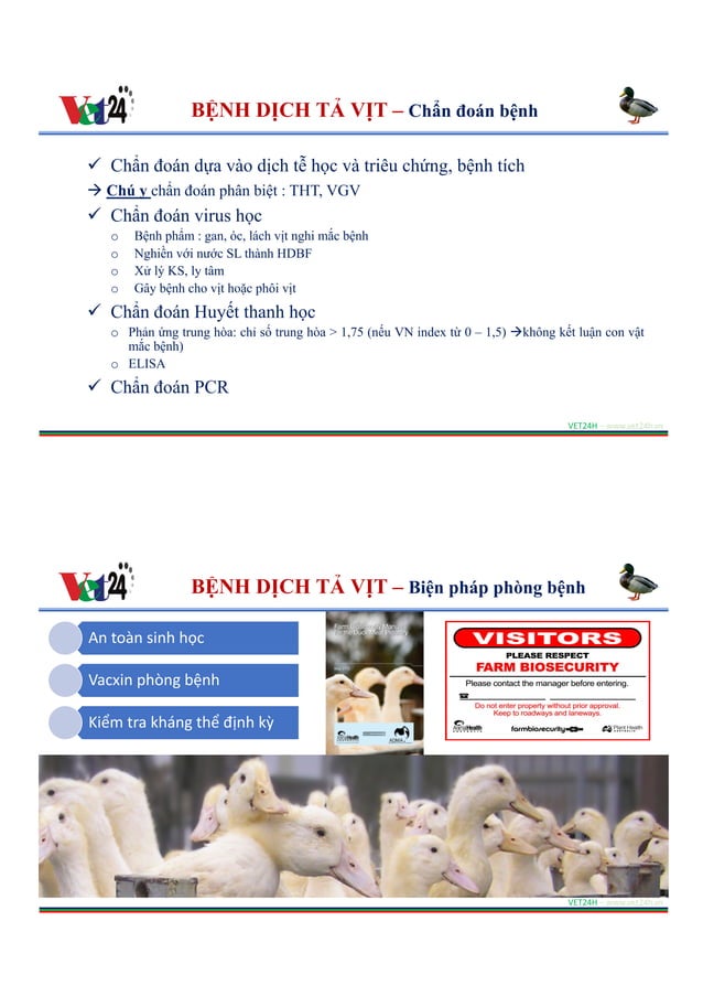 Benh dich ta vit vet24h | PDF