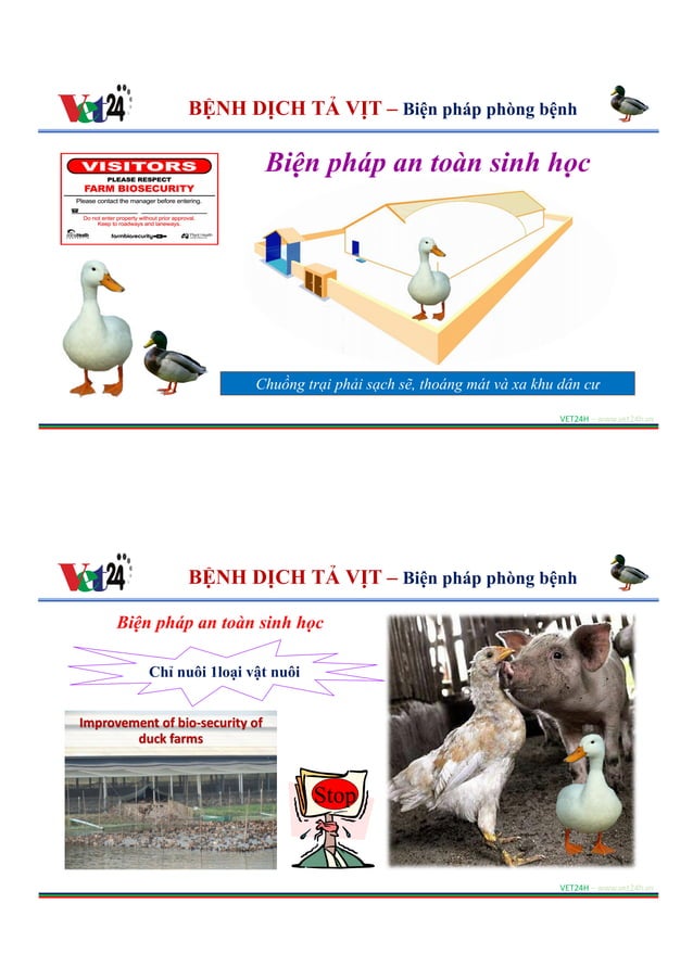 Benh dich ta vit vet24h | PDF