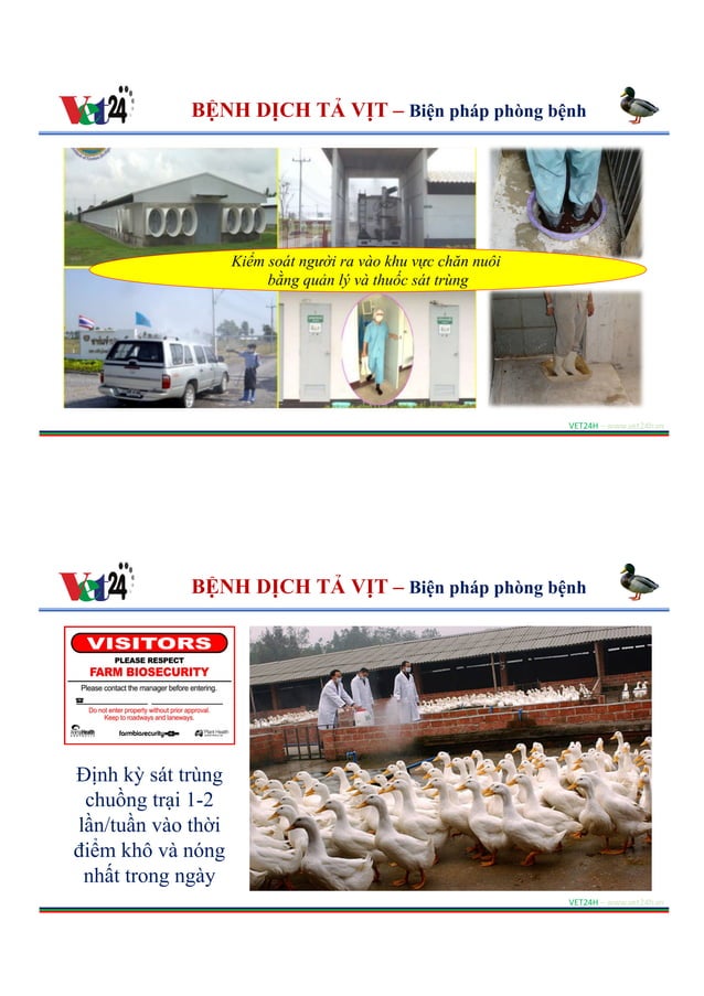 Benh dich ta vit vet24h | PDF