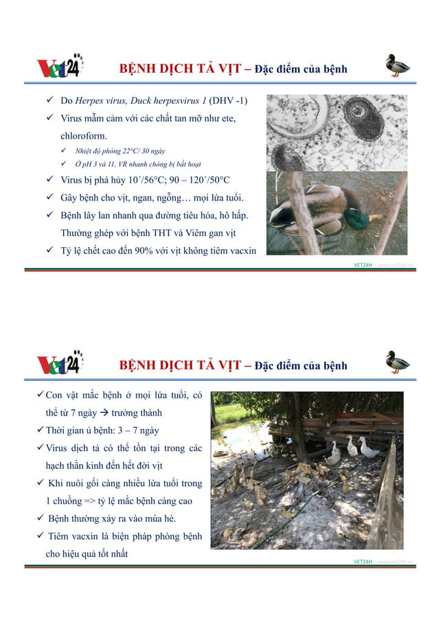 Benh dich ta vit vet24h | PDF